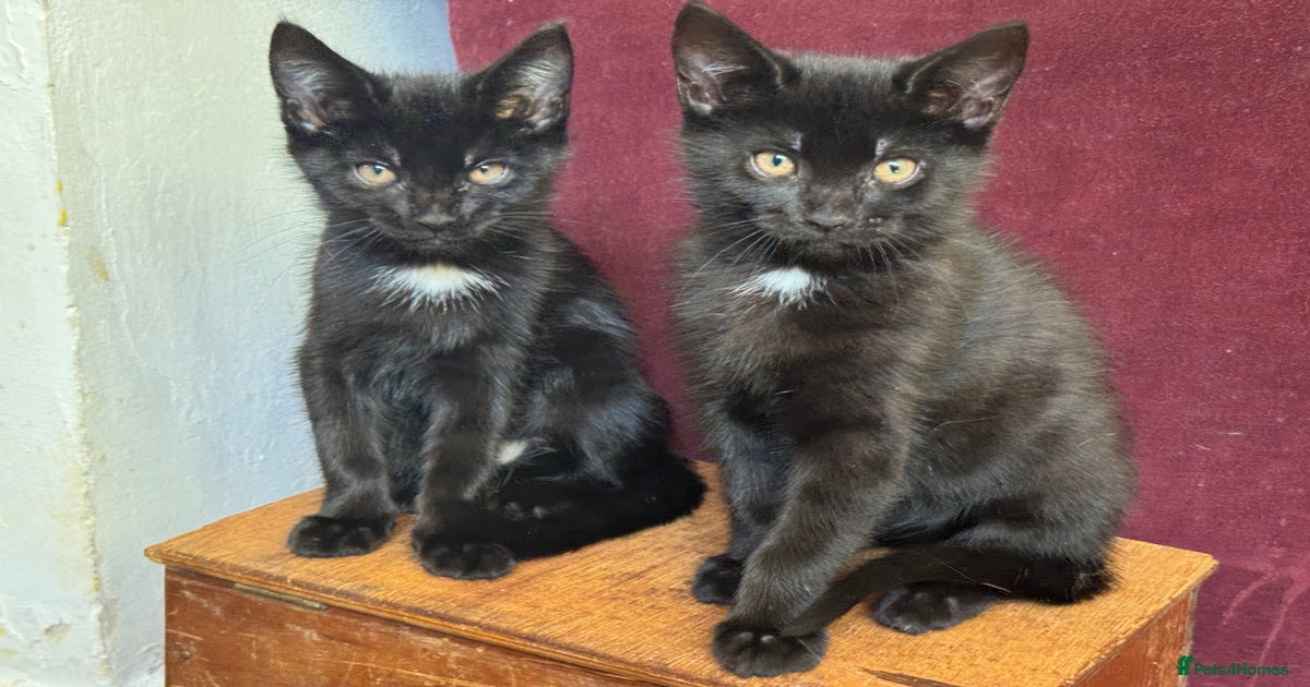 Sweet, friendly, adorable Kittens 💕 for sale in London | Pets4Homes