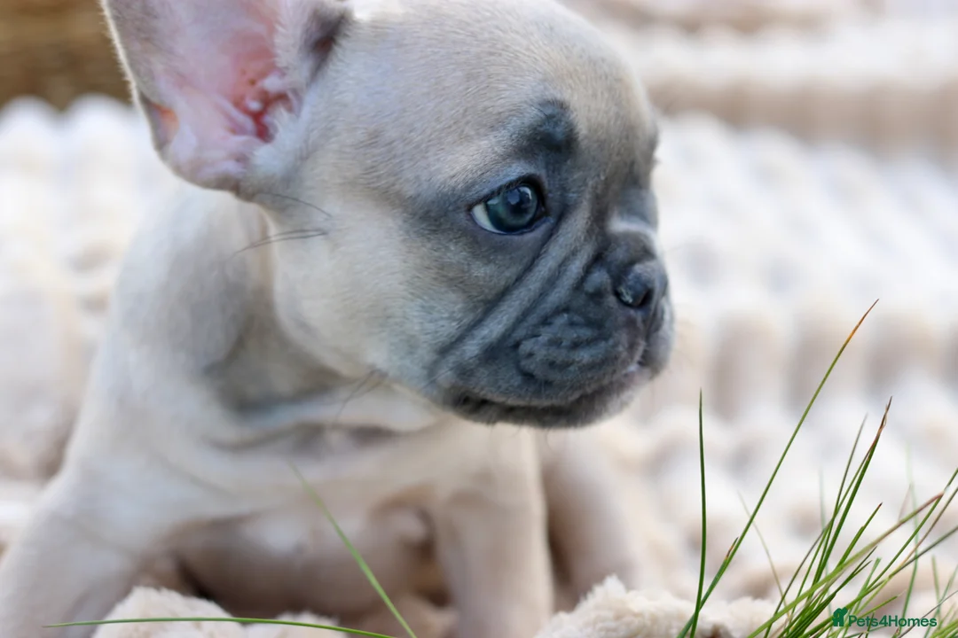 KC Lilac, Black Tan French Bulldog for sale in Oxford | Pets4Homes