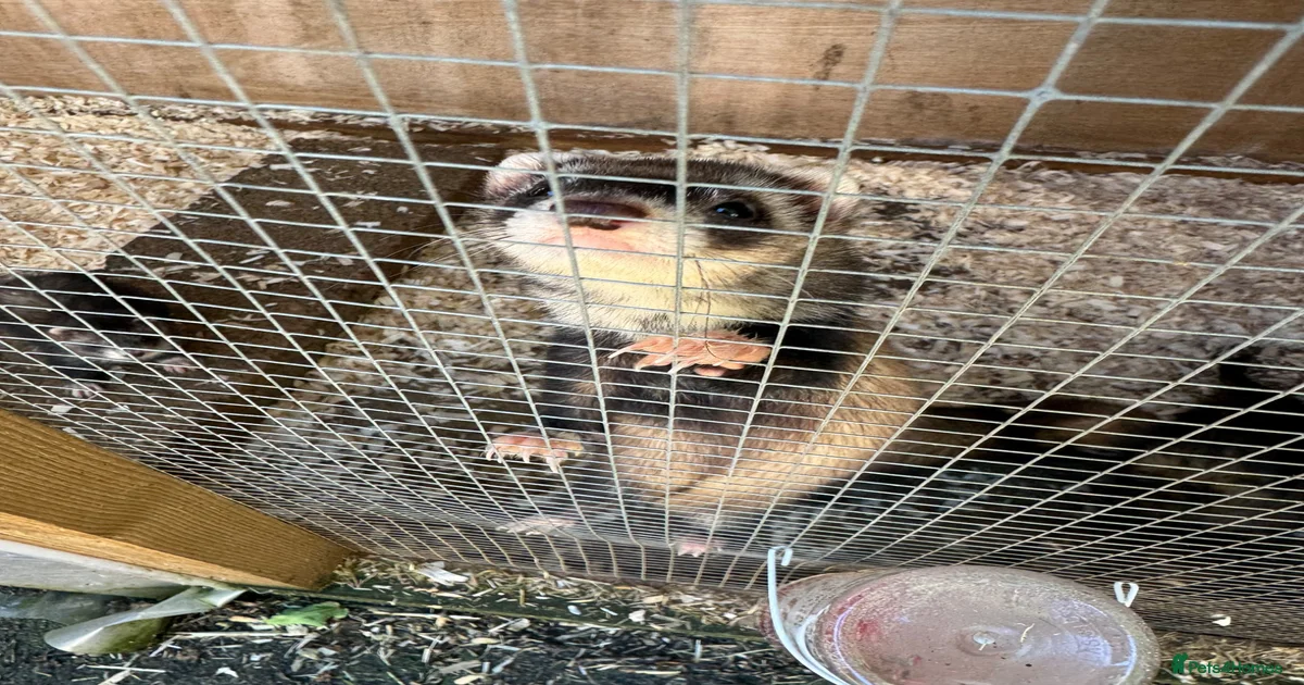 Ferret for sale in Alexandria | Pets4Homes