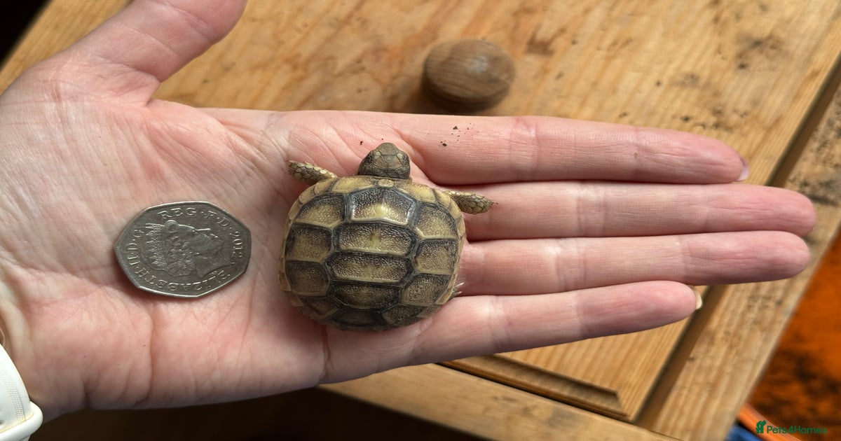 2025 Marginated tortoise hatchlings for sale for sale in Bristol | Pets4Homes