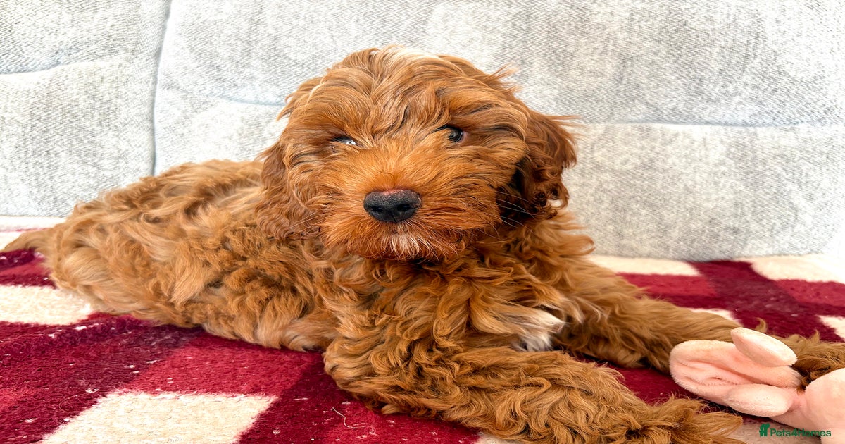 Stunning fox red cavapoo boy last left🩷 for sale in Eastleigh | Pets4Homes