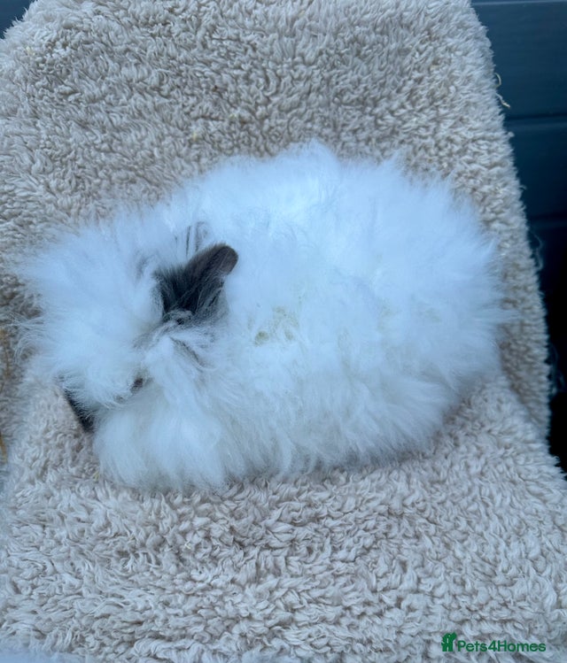 Lionhead Bunny- Boys for sale in Stoke-on-Trent | Pets4Homes