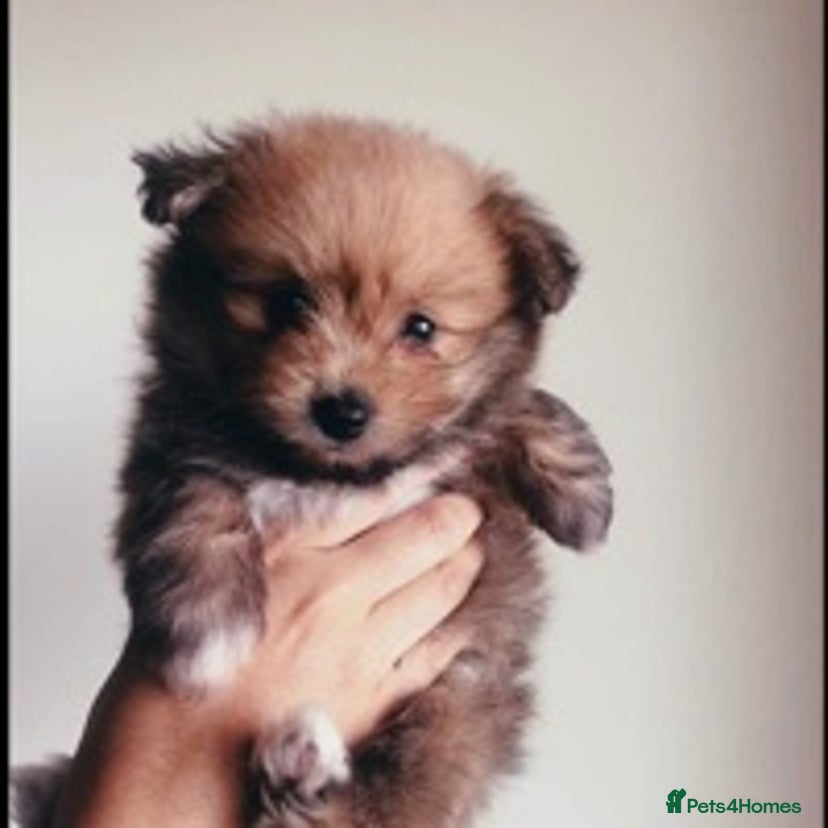 Small Puppies for sale | Pets4Homes