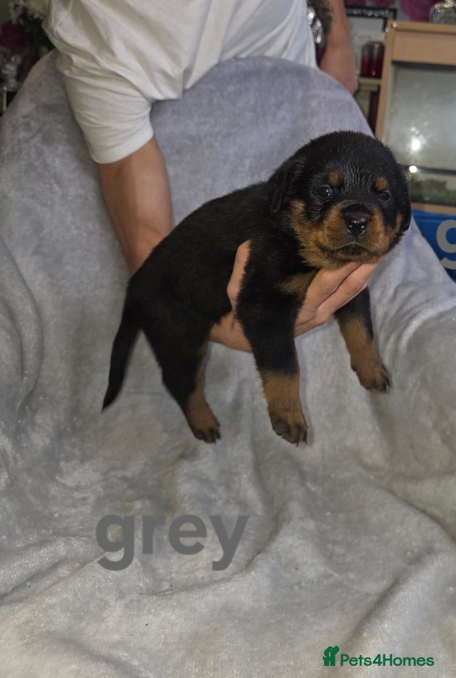 Purebred Rottweiler Puppies Family Companions for sale in Feltham ...