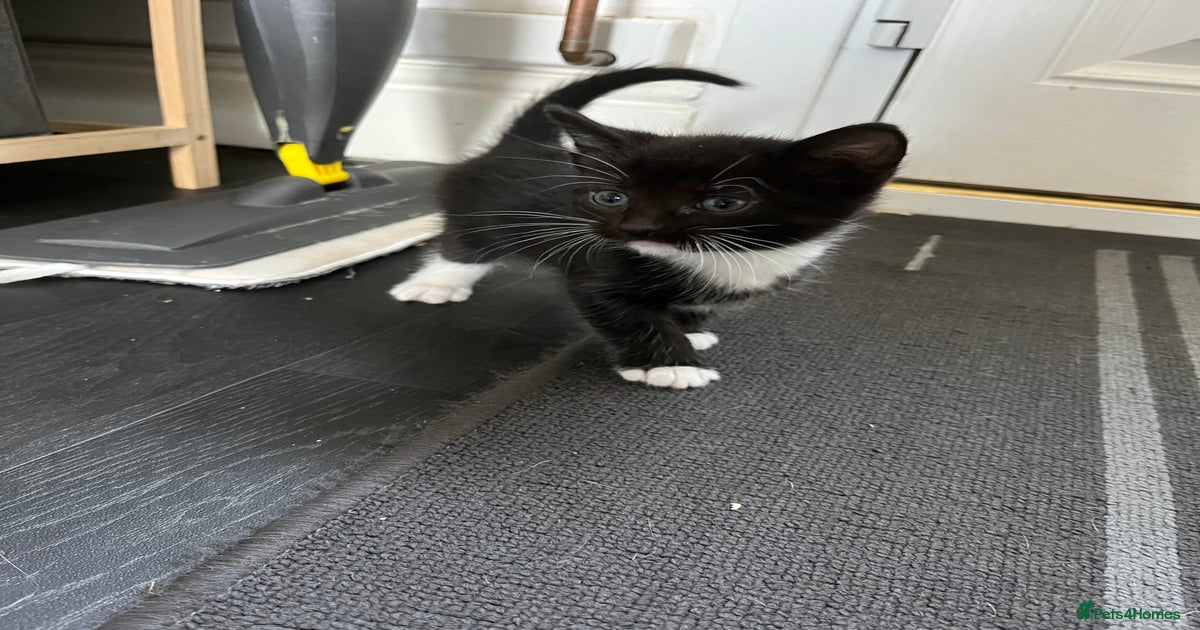 5 kittens for sale for sale in Sheffield | Pets4Homes