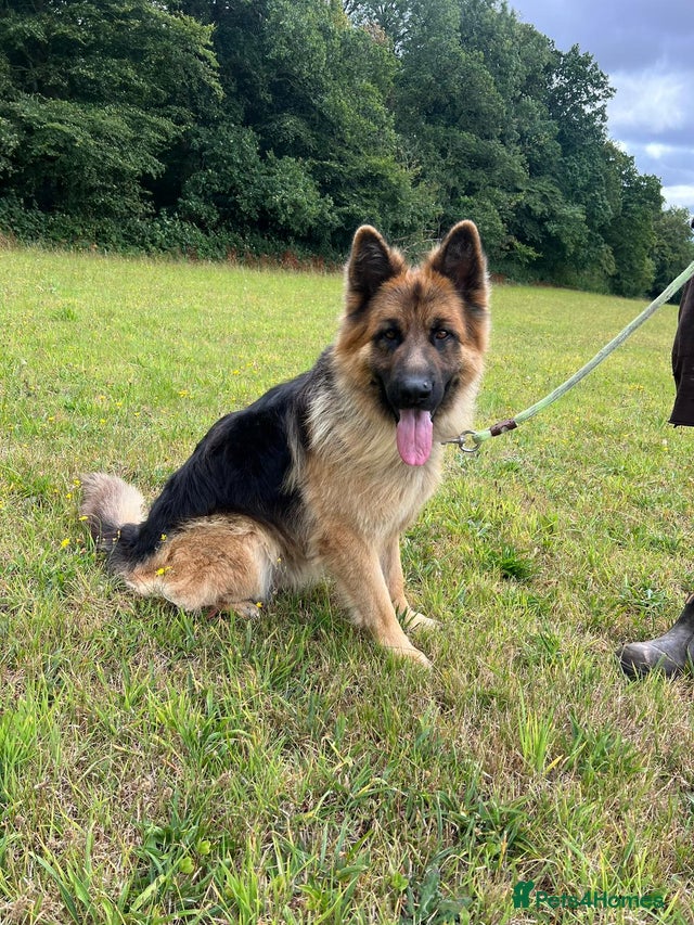 German Shepherd puppies Kc registered for sale in Newton Abbot | Pets4Homes