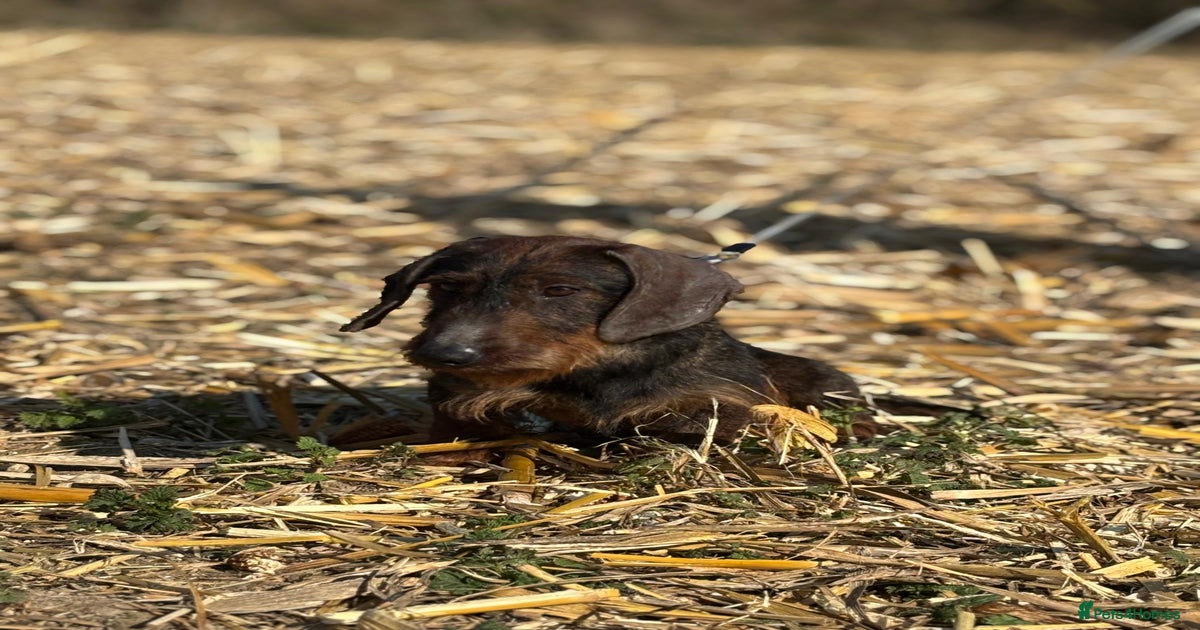 Working teckel dog for stud for stud in Cambridge | Pets4Homes