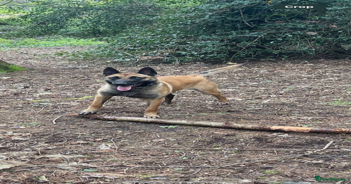 Stunning Litter working line Belgian Malinois pups for sale in Bradford ...
