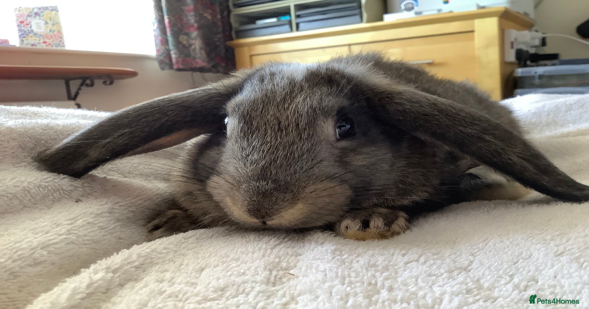 Baby Cross Breed Rabbit for sale in Eastleigh | Pets4Homes