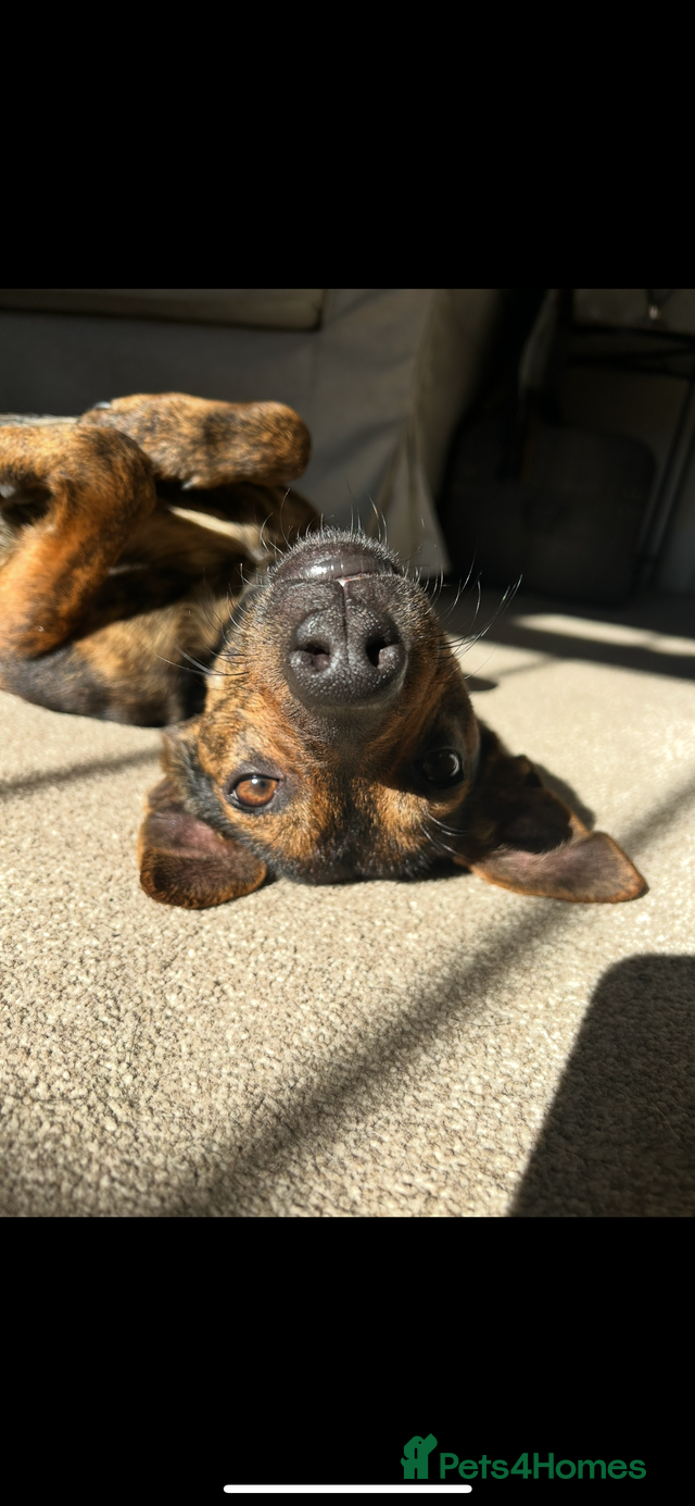 Ciok 1.5 year old mixed breed for sale in Newmarket | Pets4Homes