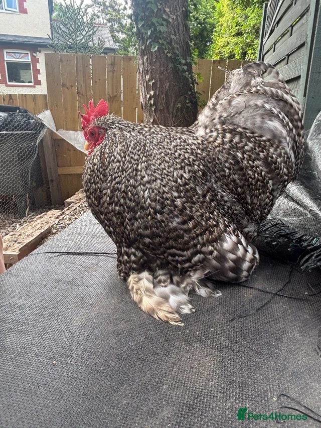 Young cuckoo pekin quad 1 cockerel 3 hens laying for sale in ...