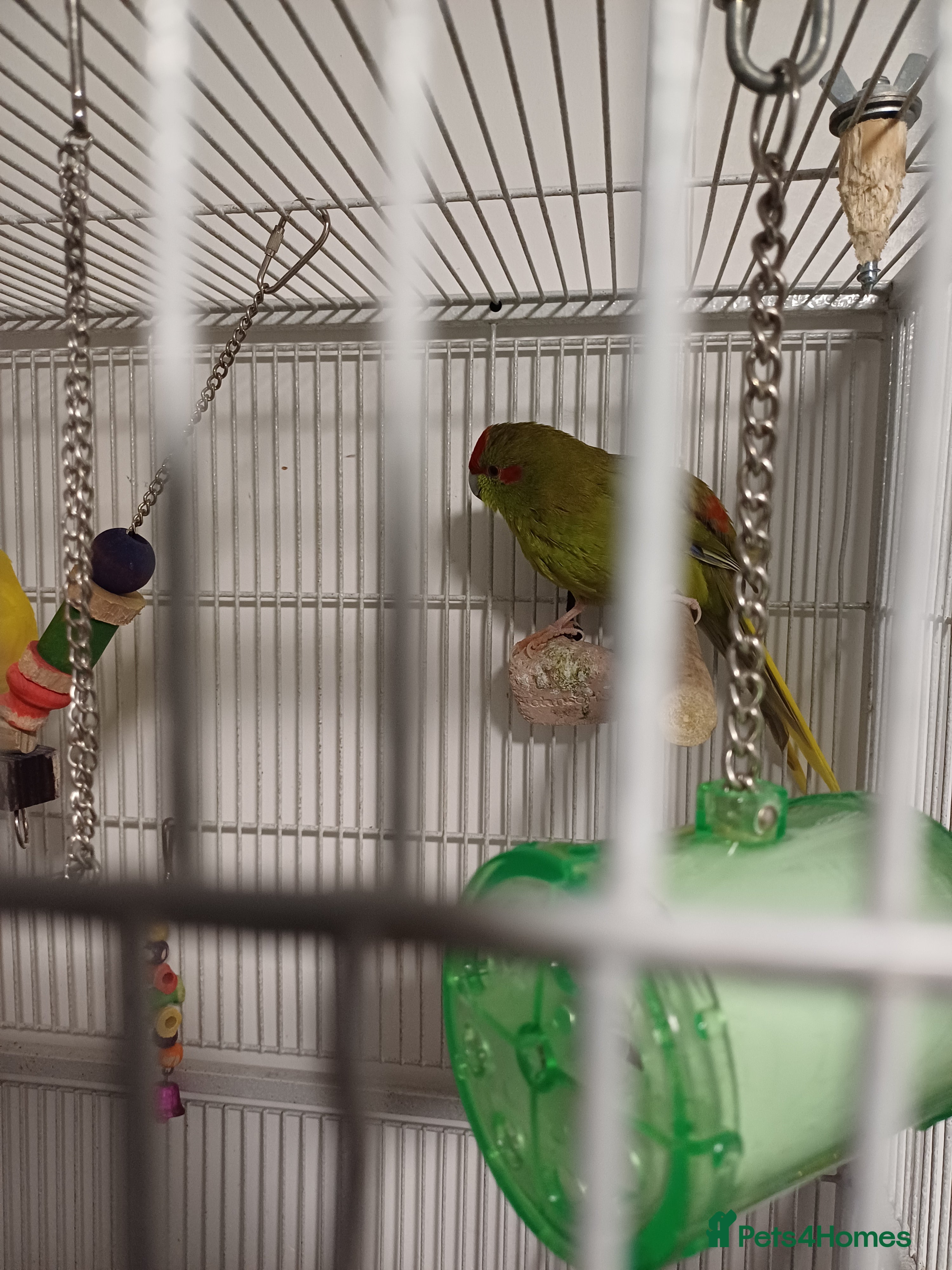 2 kakariki parrots and cage for sale in Peterborough | Pets4Homes
