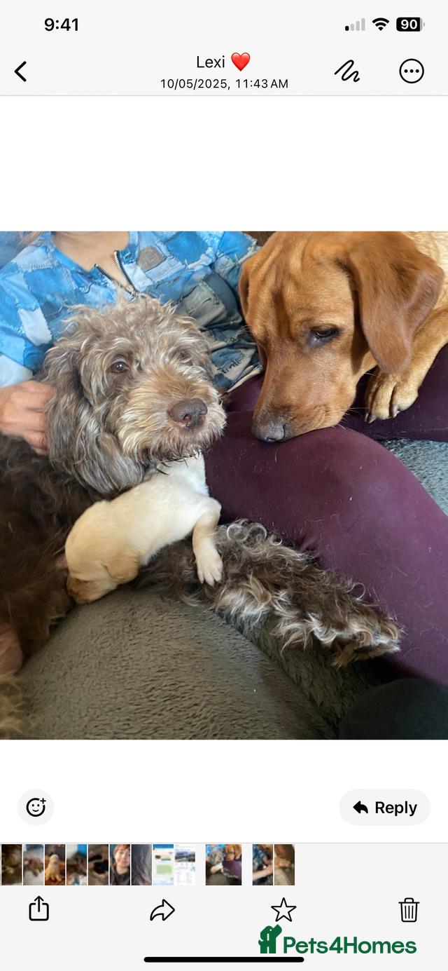 Labradoodle/fox red Labrador for sale in Hull | Pets4Homes