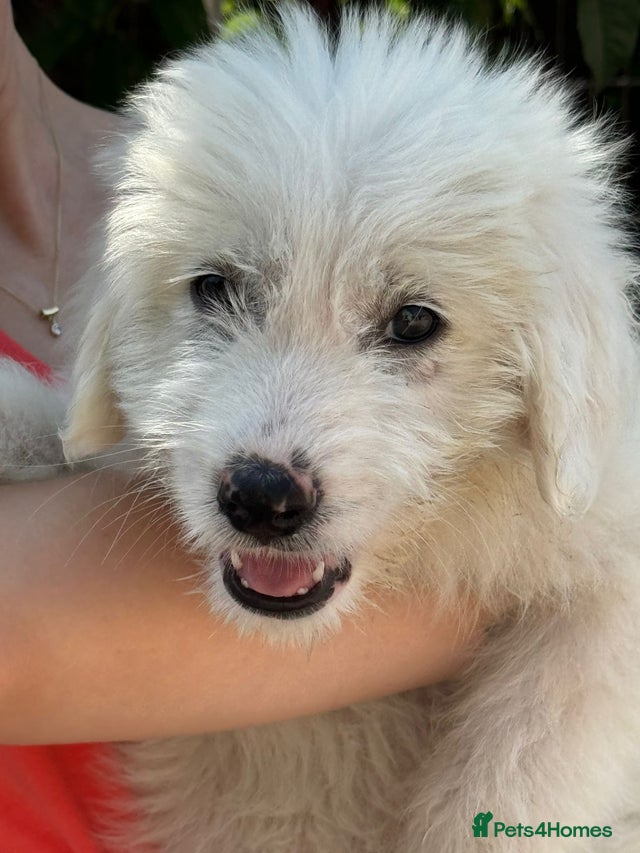 Meet JOJO - a superb, but difficult big girl for adoption in Nottingham ...