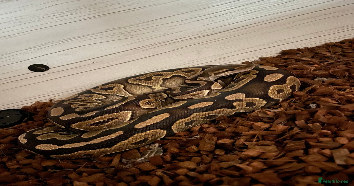 Female ball python snake for sale in Gloucester | Pets4Homes