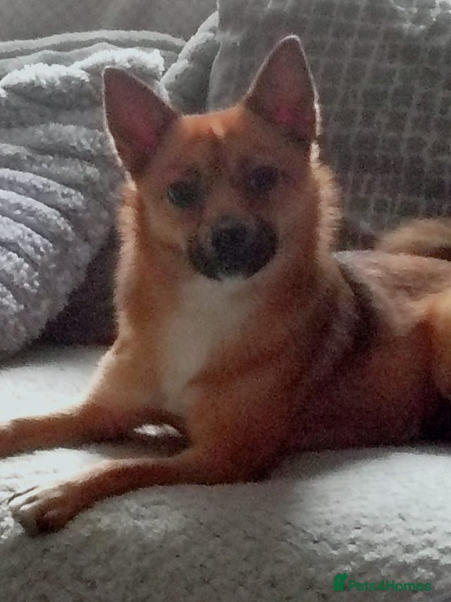 Bella for sale in Grays | Pets4Homes