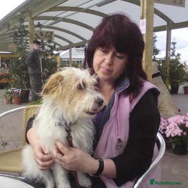 Jackapoo Dogs Breed - Information, Temperament, Size & Price | Pets4Homes