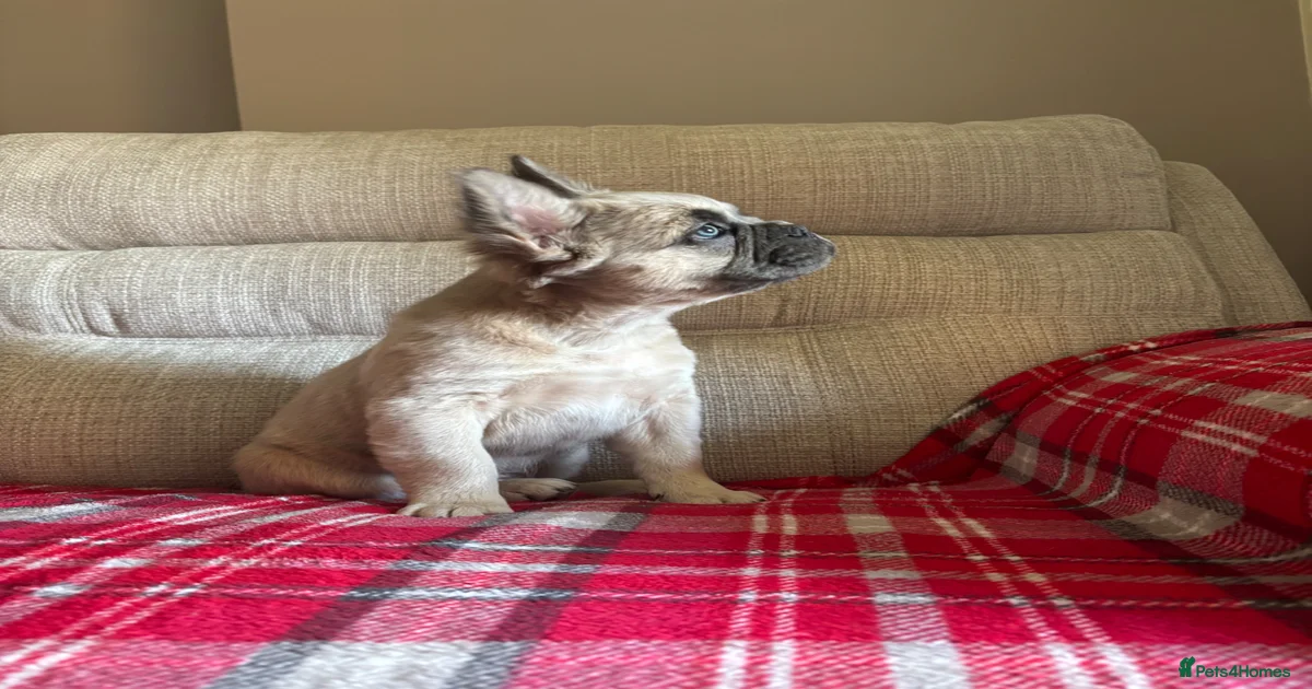 Puppies for sale in Pembrokeshire | Pets4Homes