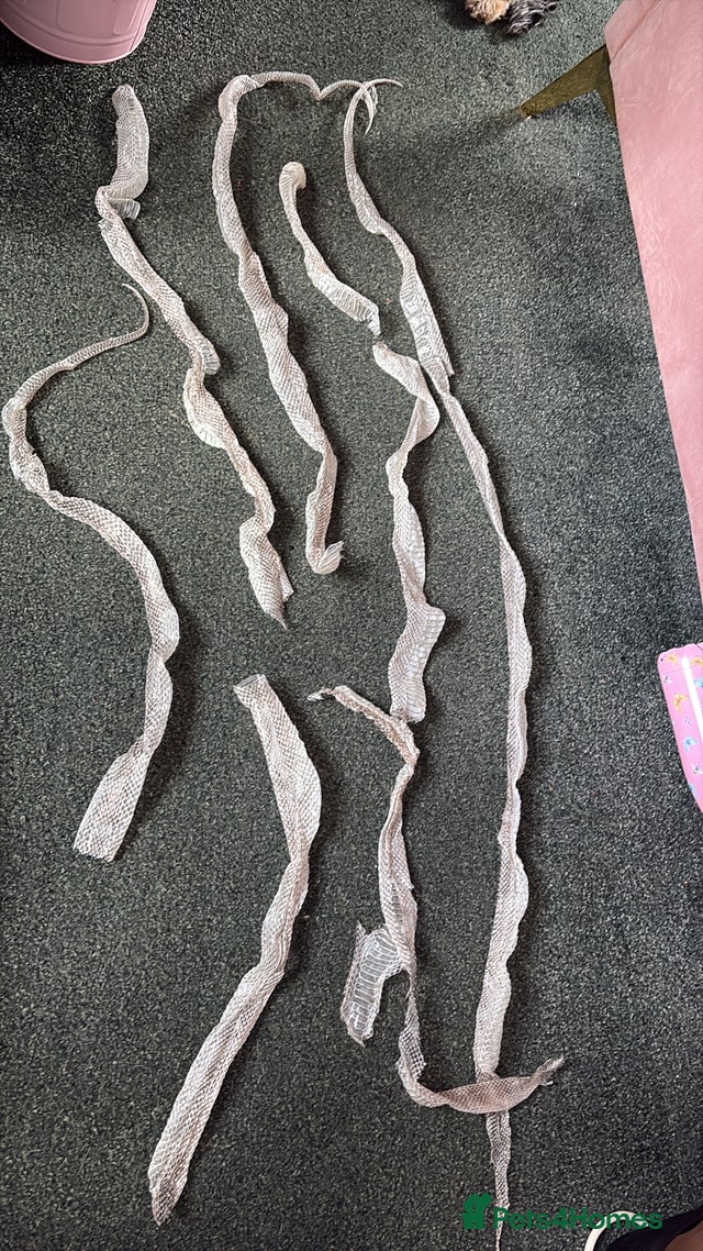 male corn snake for sale in Braintree | Pets4Homes