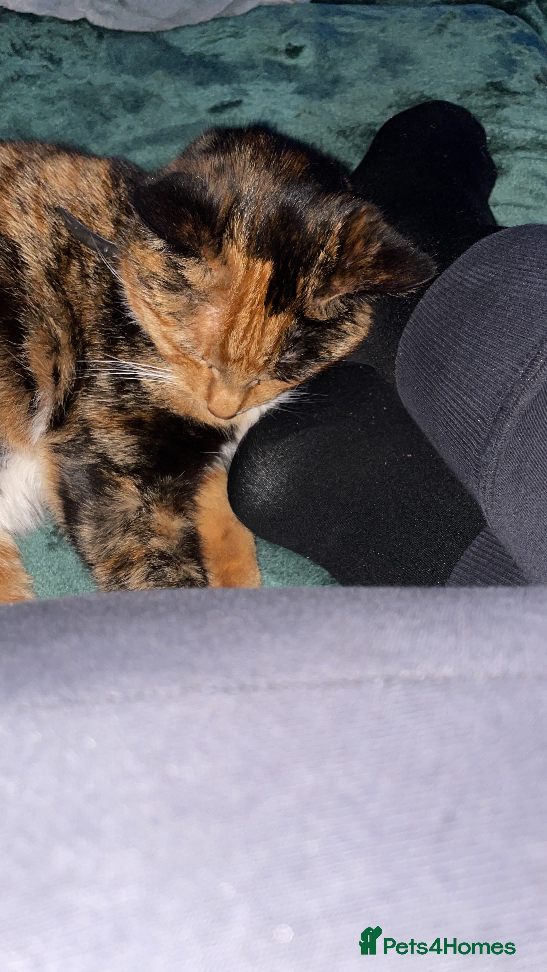 female cat for sale in Grantham | Pets4Homes