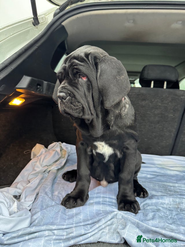 2 black female Neapolitan mastiff puppies for sale in Wallsend | Pets4Homes