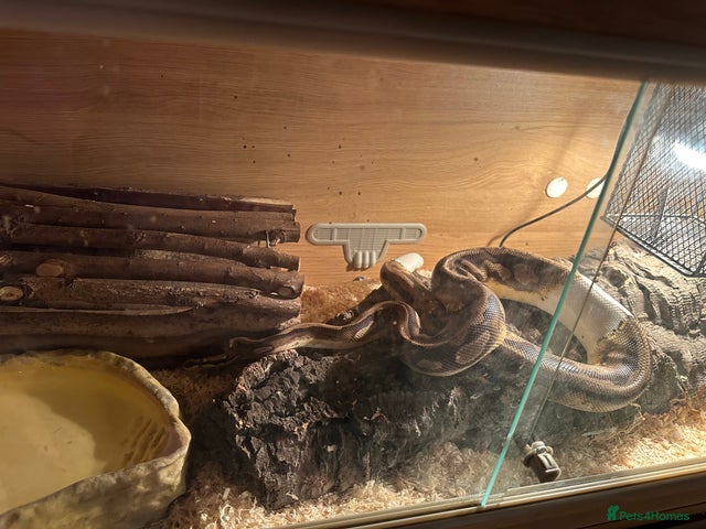 Pied royal Python for sale in Thirsk | Pets4Homes