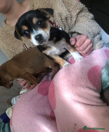 Jackawawa Pets & Animals for sale | Pets4Homes