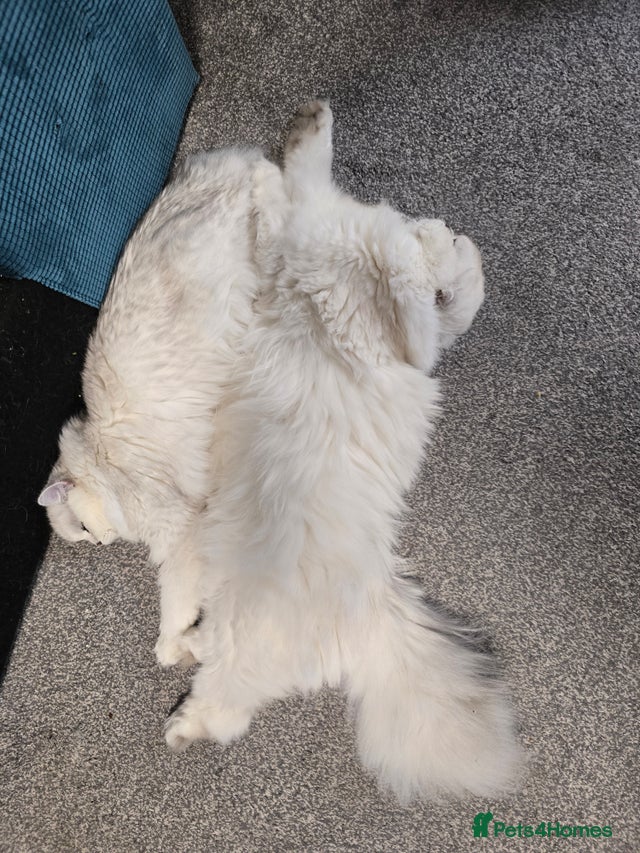 Scottish Fold Pair for sale in Leicester | Pets4Homes