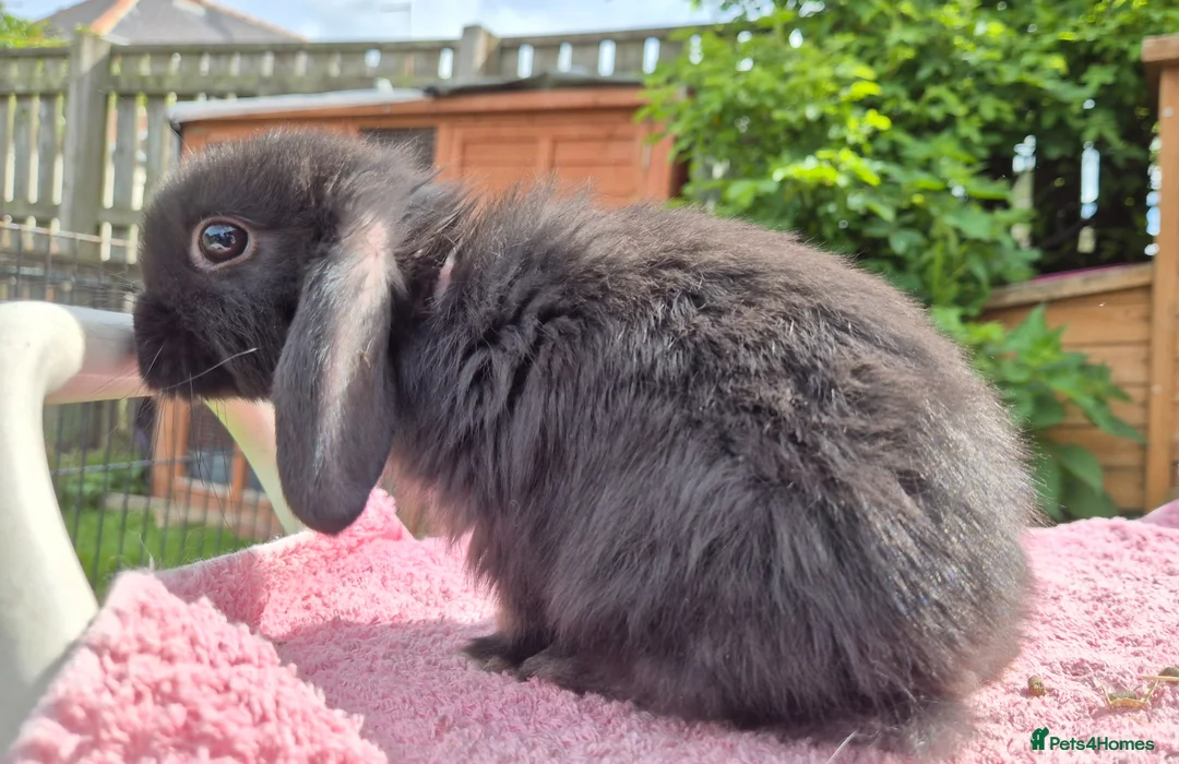 Mini lop baby rabbits. Ready now. for sale in Durham | Pets4Homes