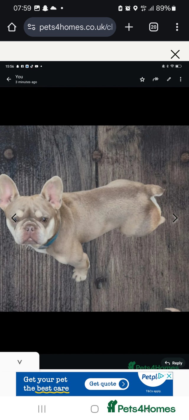 French bulldogs for sale in Birmingham | Pets4Homes
