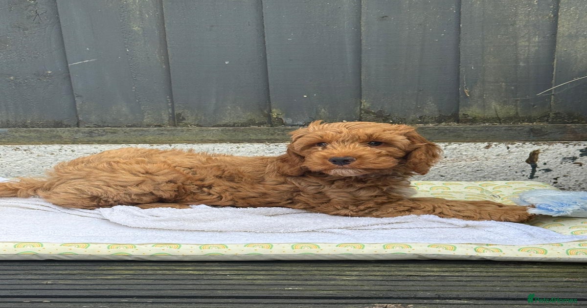 Cockapoo F1 for sale in Warrington | Pets4Homes