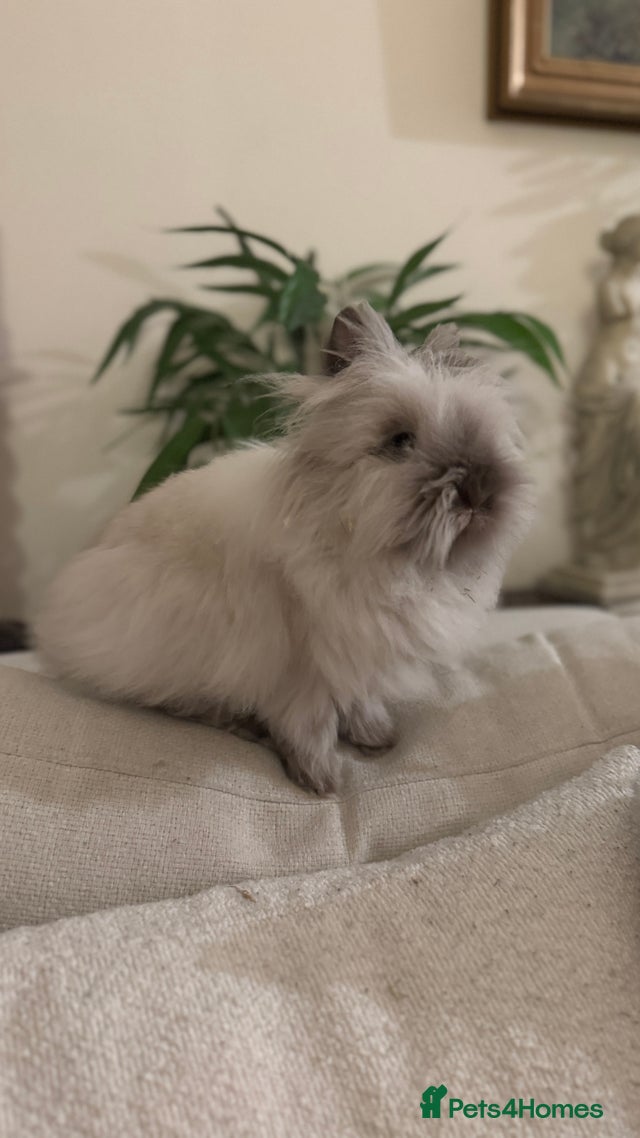 Gorgeous Lionhead Girl Needing Permanent Home for sale in Weston-super ...