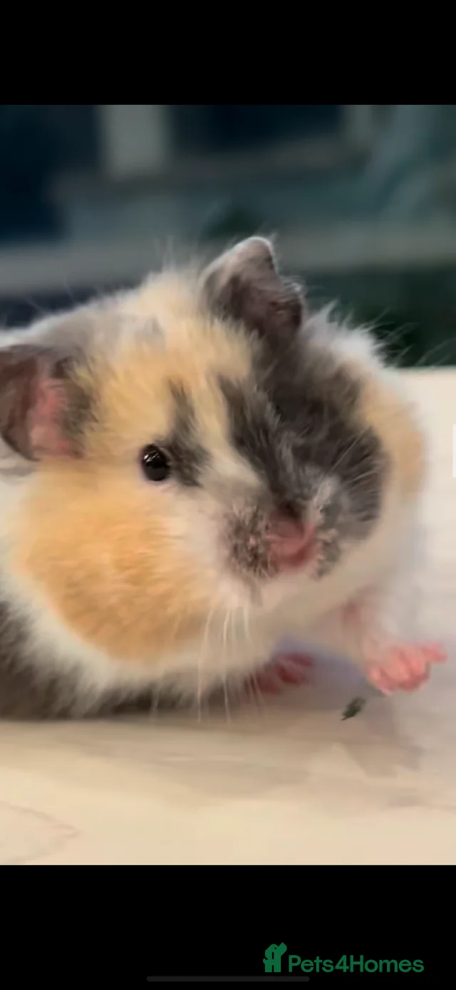 Baby hamsters for sale in London | Pets4Homes