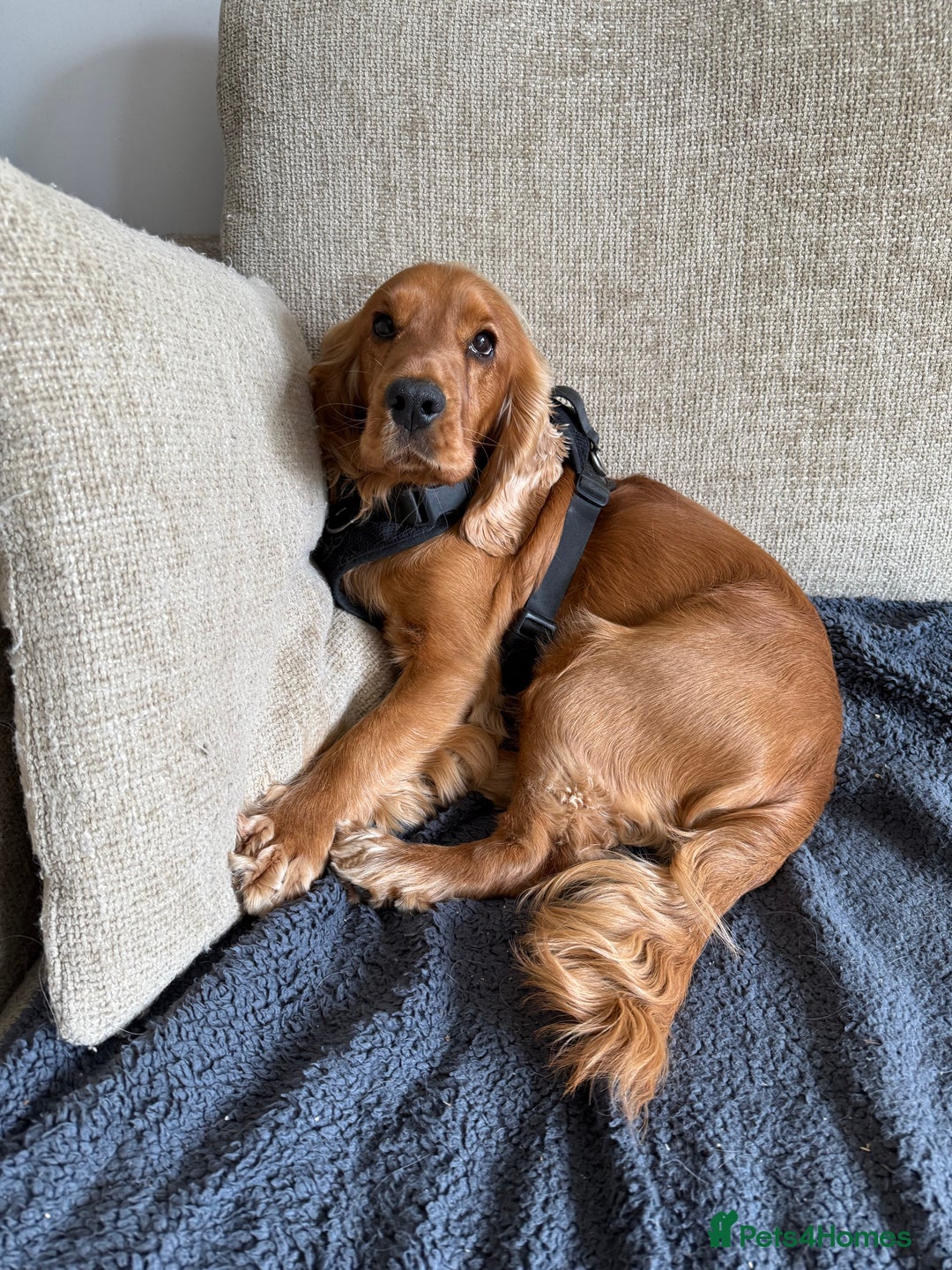 Male - Cocker Spaniel - 2 years old for sale in Kidlington | Pets4Homes