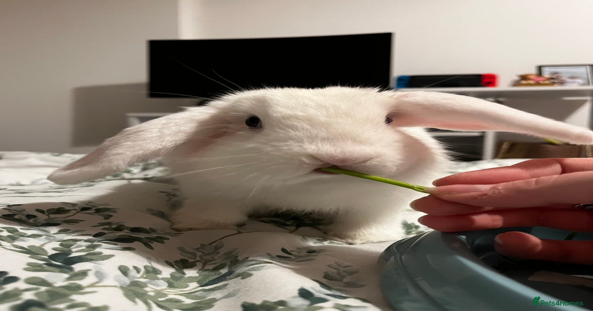 Junior Male Rabbit for sale in Chatham | Pets4Homes