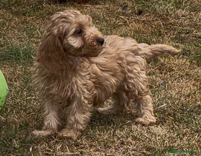 Healthy Cockapoos boys fully vaccinated for sale in Coventry | Pets4Homes