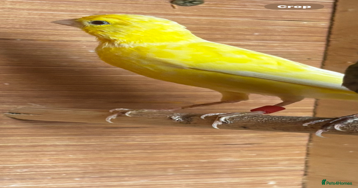Irish canary hen for sale in Batley | Pets4Homes