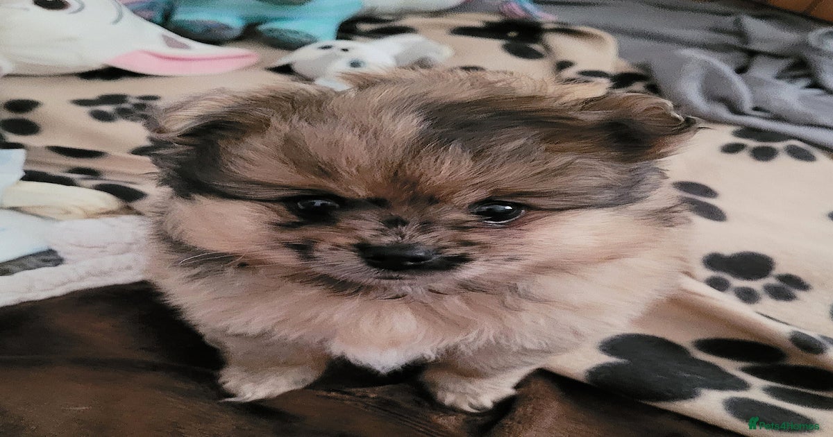 AVAILABLE merle boy pomerian chihuahua pomchi🩵 for sale in Hull ...