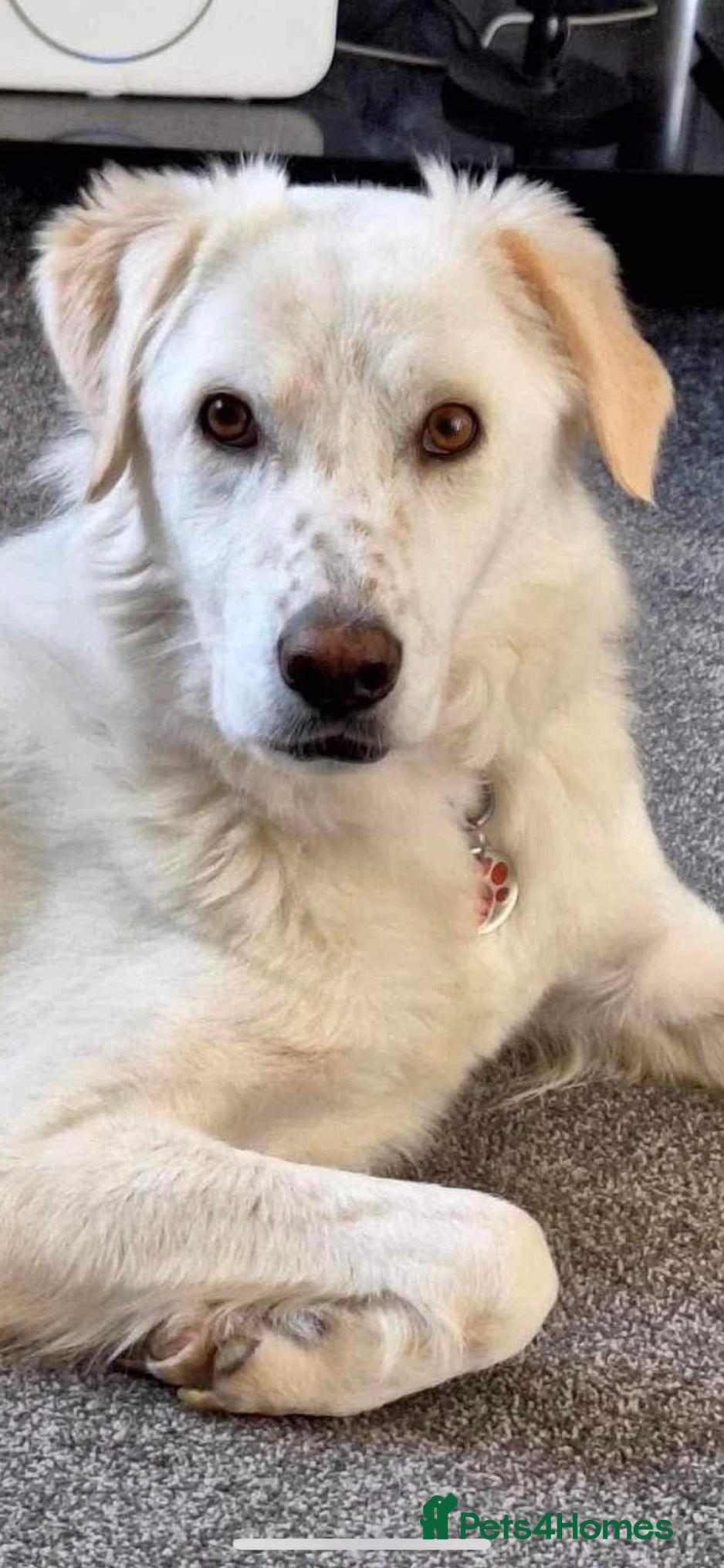 Dogs for adoption | Pets4Homes