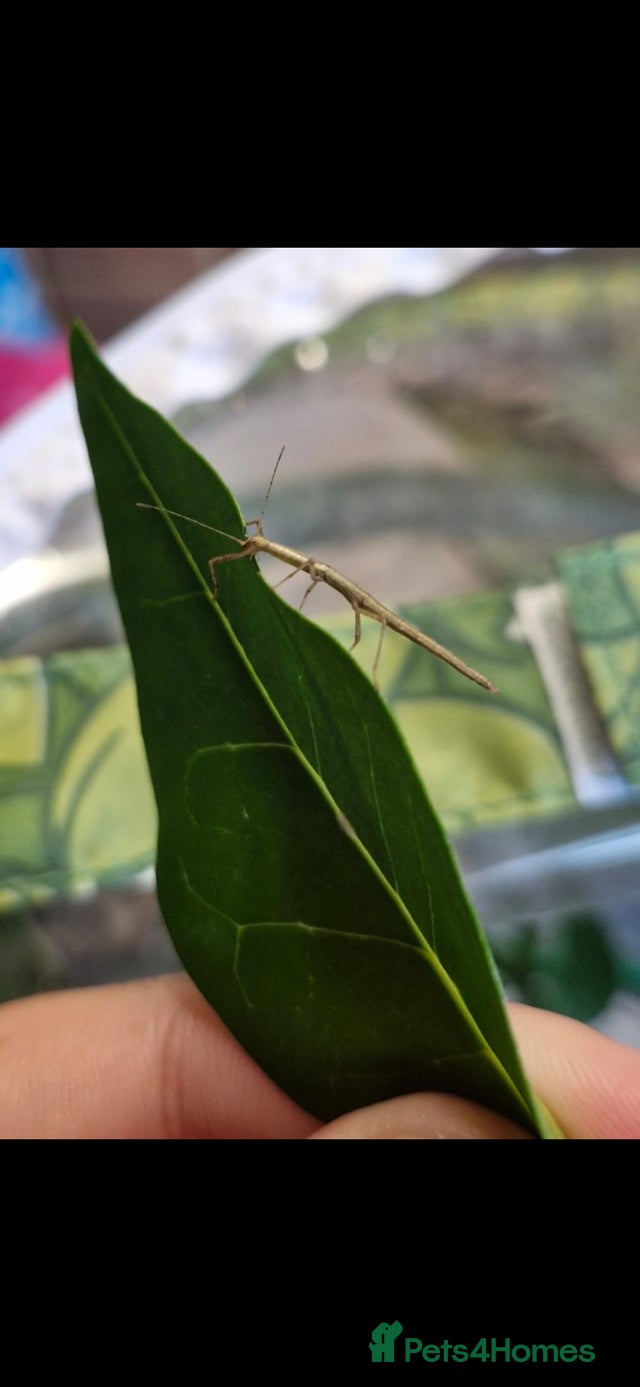 Indian Stick Insect Eggs for sale in Prestatyn | Pets4Homes