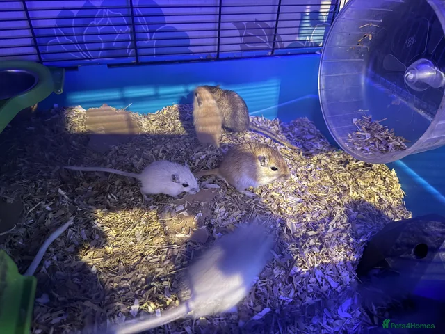 Gerbils Males and Females for sale in Warrington | Pets4Homes