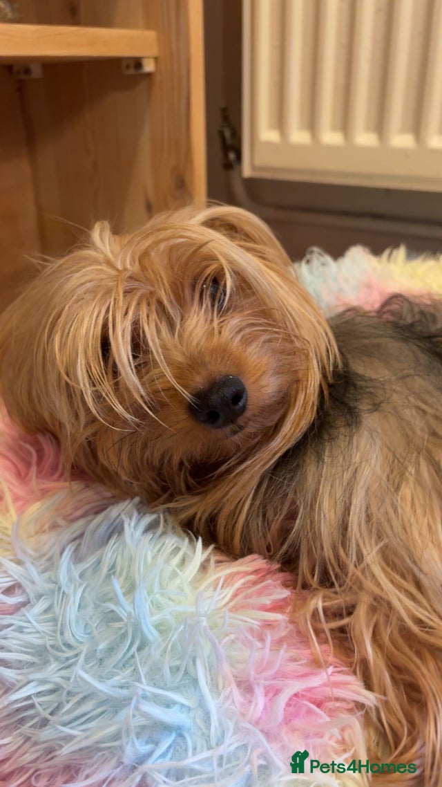 Yorkshire Terriers for sale in Chester | Pets4Homes