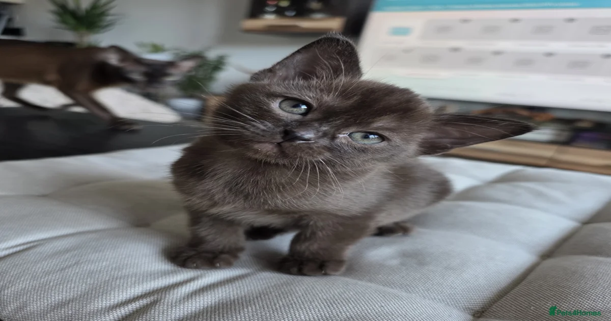 Burmese Kittens for sale | Pets4Homes
