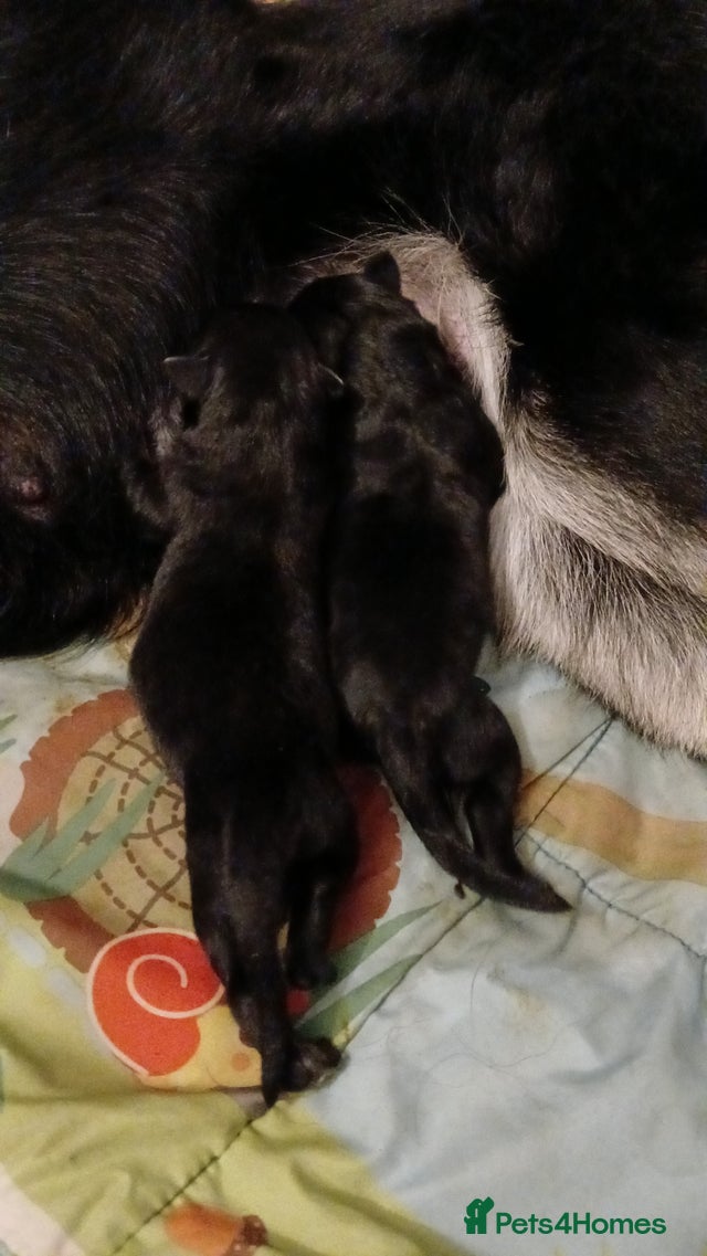 German shepards puppies for sale in Basingstoke | Pets4Homes