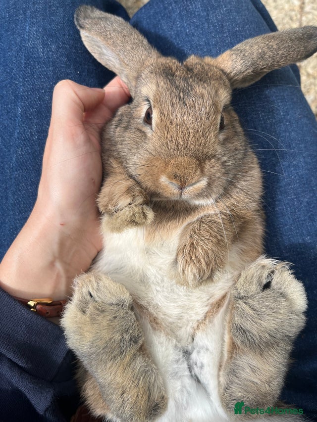 Two female mini lop rabbits for sale in Bath | Pets4Homes