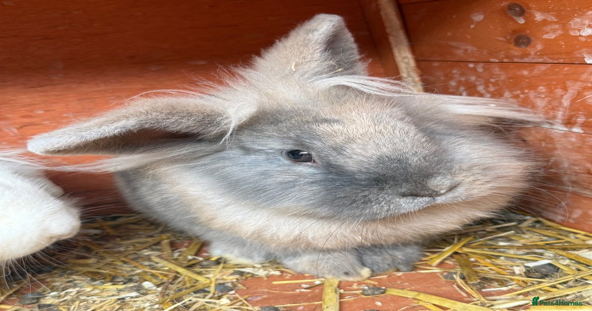 3 lionhead rabbits and cage for sale in Bolton | Pets4Homes