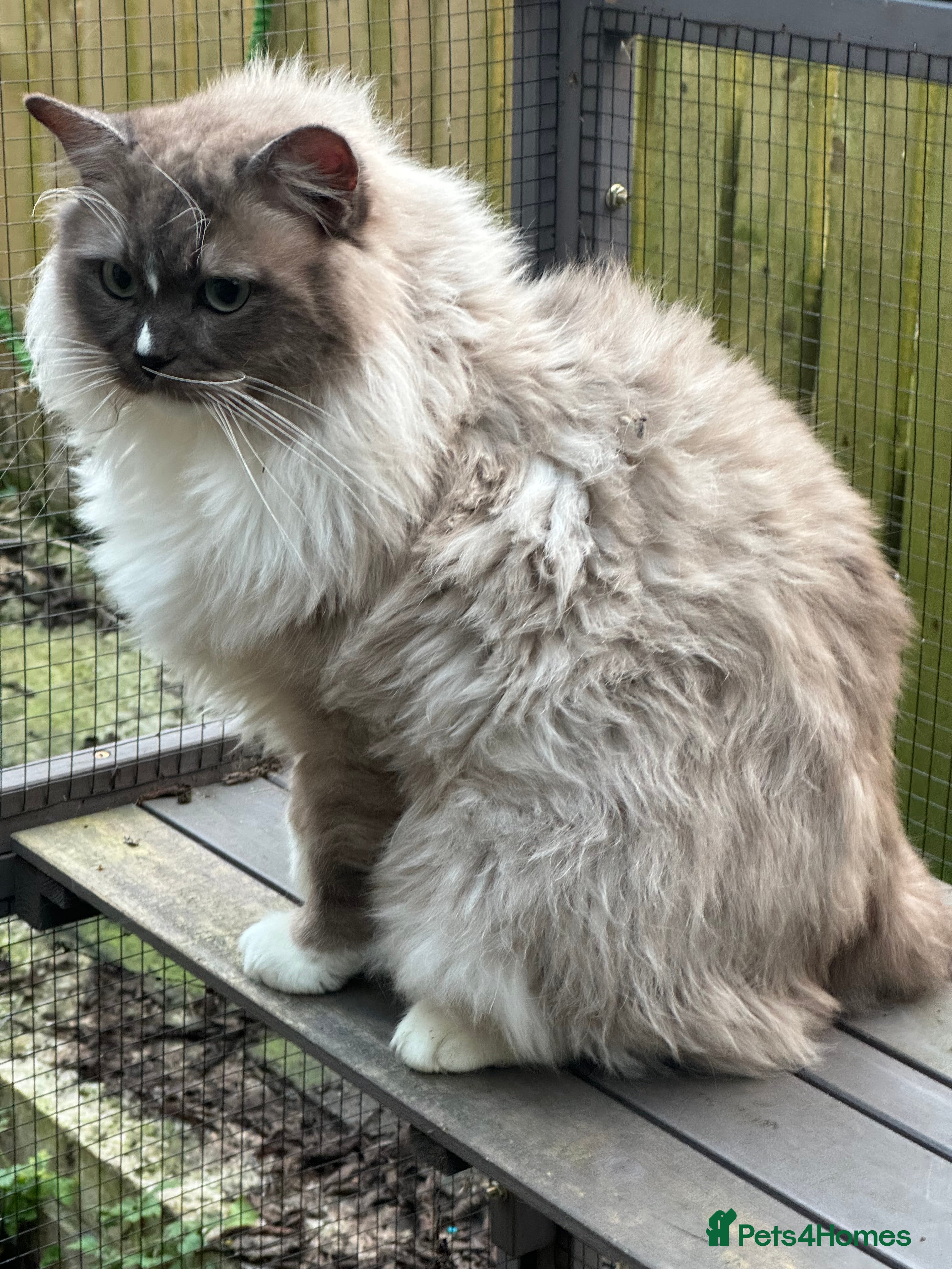 Sepia & mink studs for stud in Edinburgh | Pets4Homes