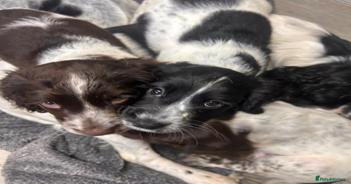 Cocker Spaniel Puppies for sale in Scotland | Pets4Homes