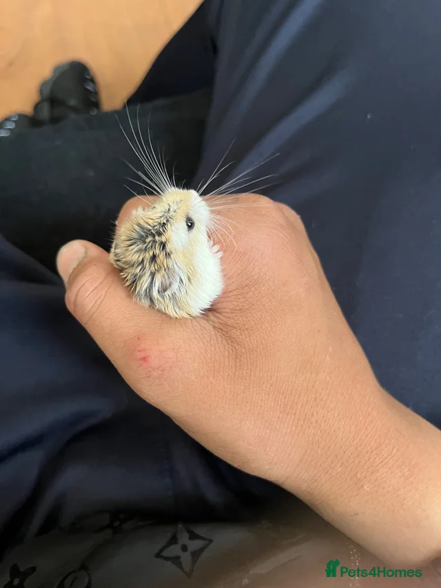 Hamster rehoming for sale in Bradford | Pets4Homes