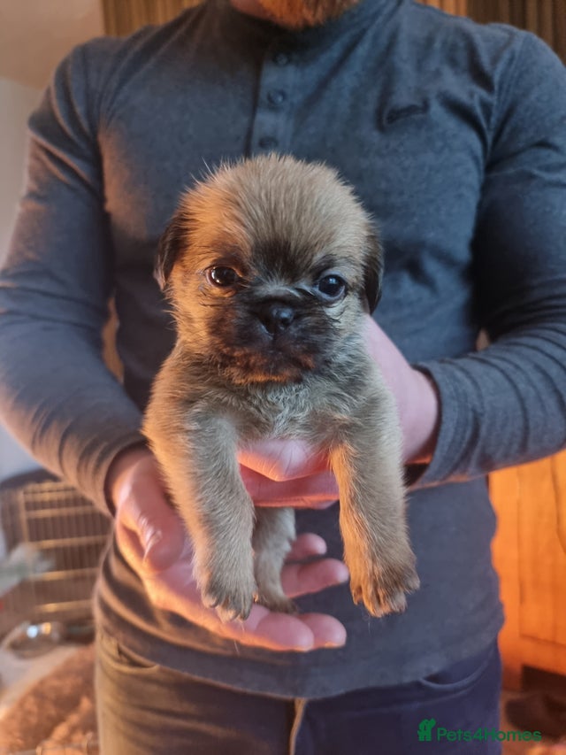 Griffon x Shih Tzu x Pug for sale in Rotherham | Pets4Homes